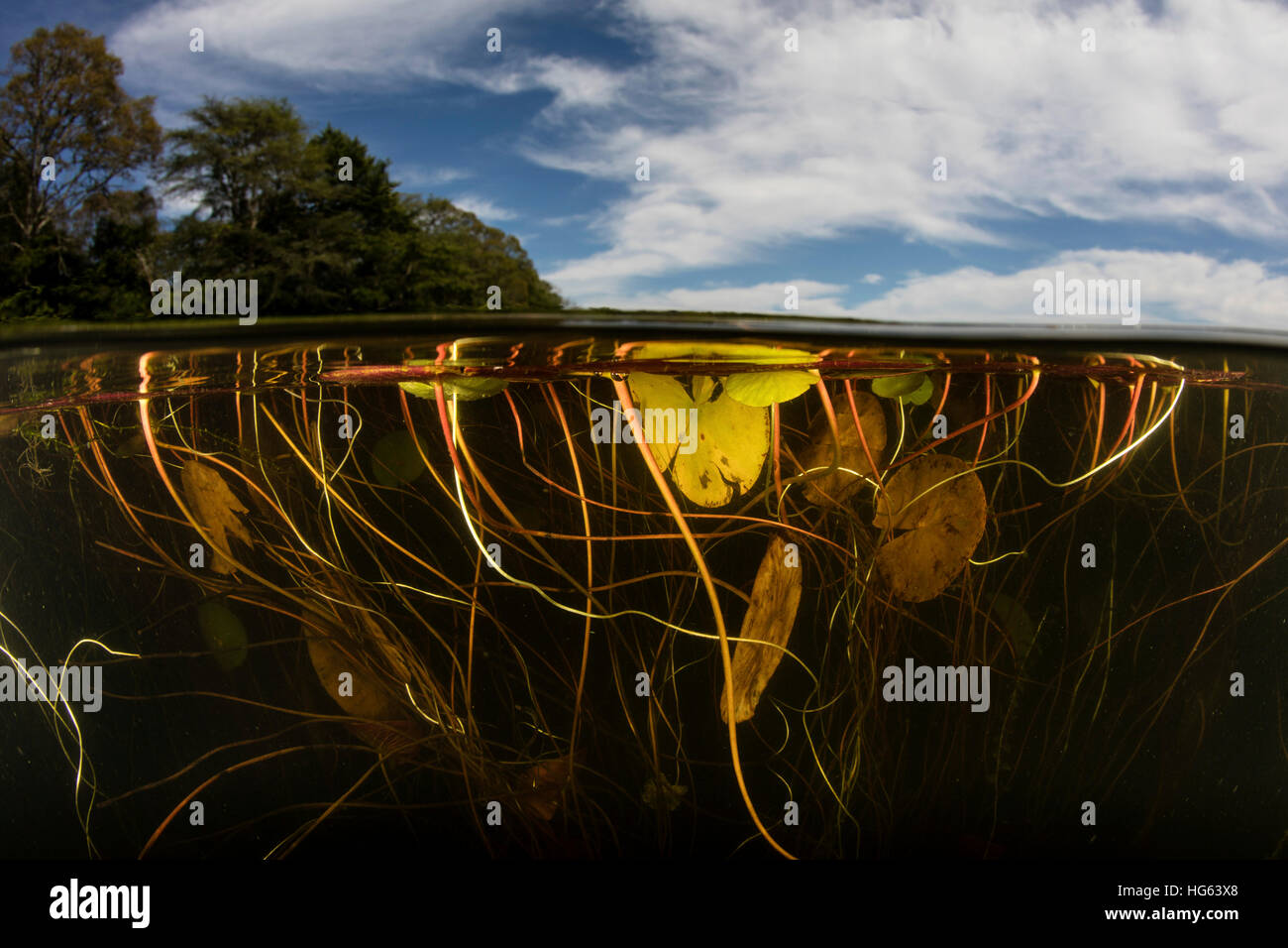 Lily pads grow along the shallow edge of a freshwater lake in New ...