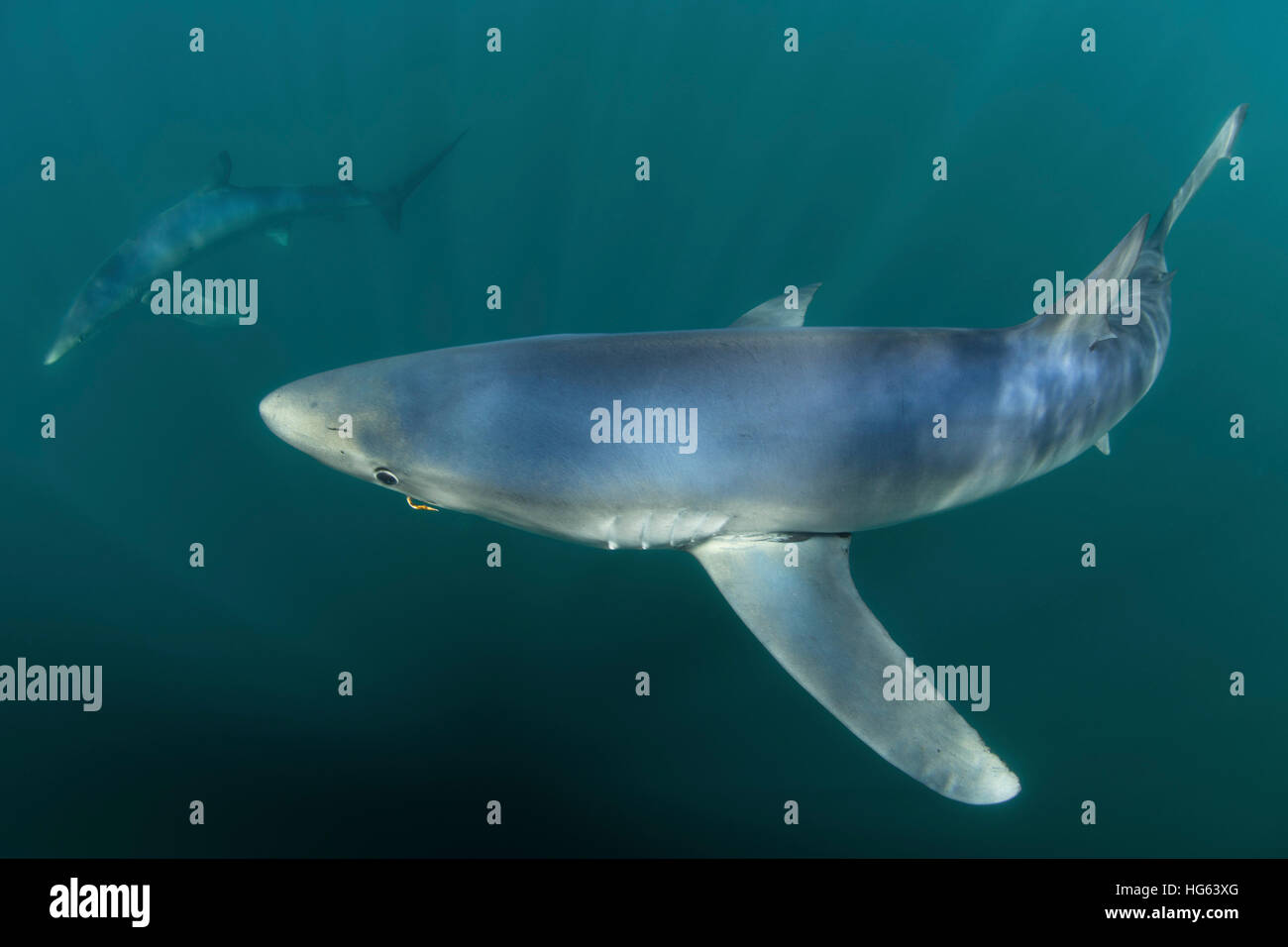 A sleek blue shark swimming in the waters off Cape Cod, Massachusetts ...