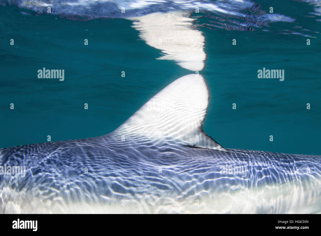 Close-up view of a dorsal fin on a blue shark (Prionace gluaca Stock ...