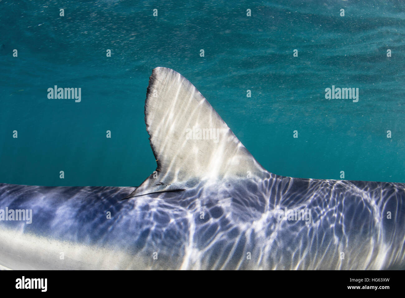 Side dorsal view hi-res stock photography and images - Alamy
