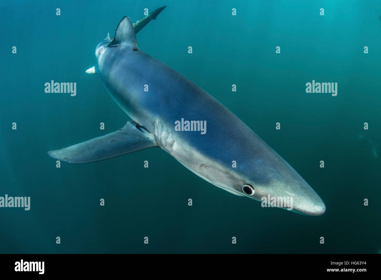 A sleek blue shark swimming in the waters off Cape Cod, Massachusetts ...