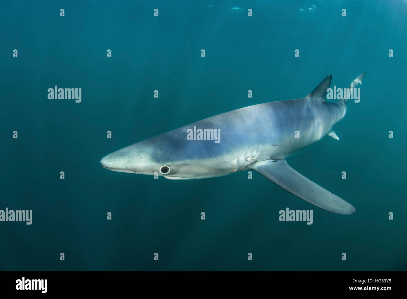 A sleek blue shark swimming in the waters off Cape Cod, Massachusetts ...