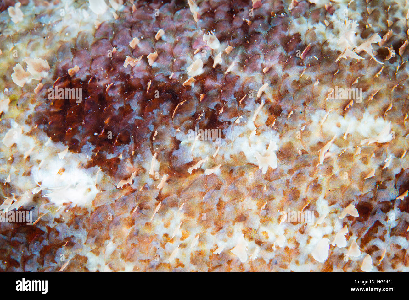 Detail of the scales of a scorpionfish Stock Photo - Alamy