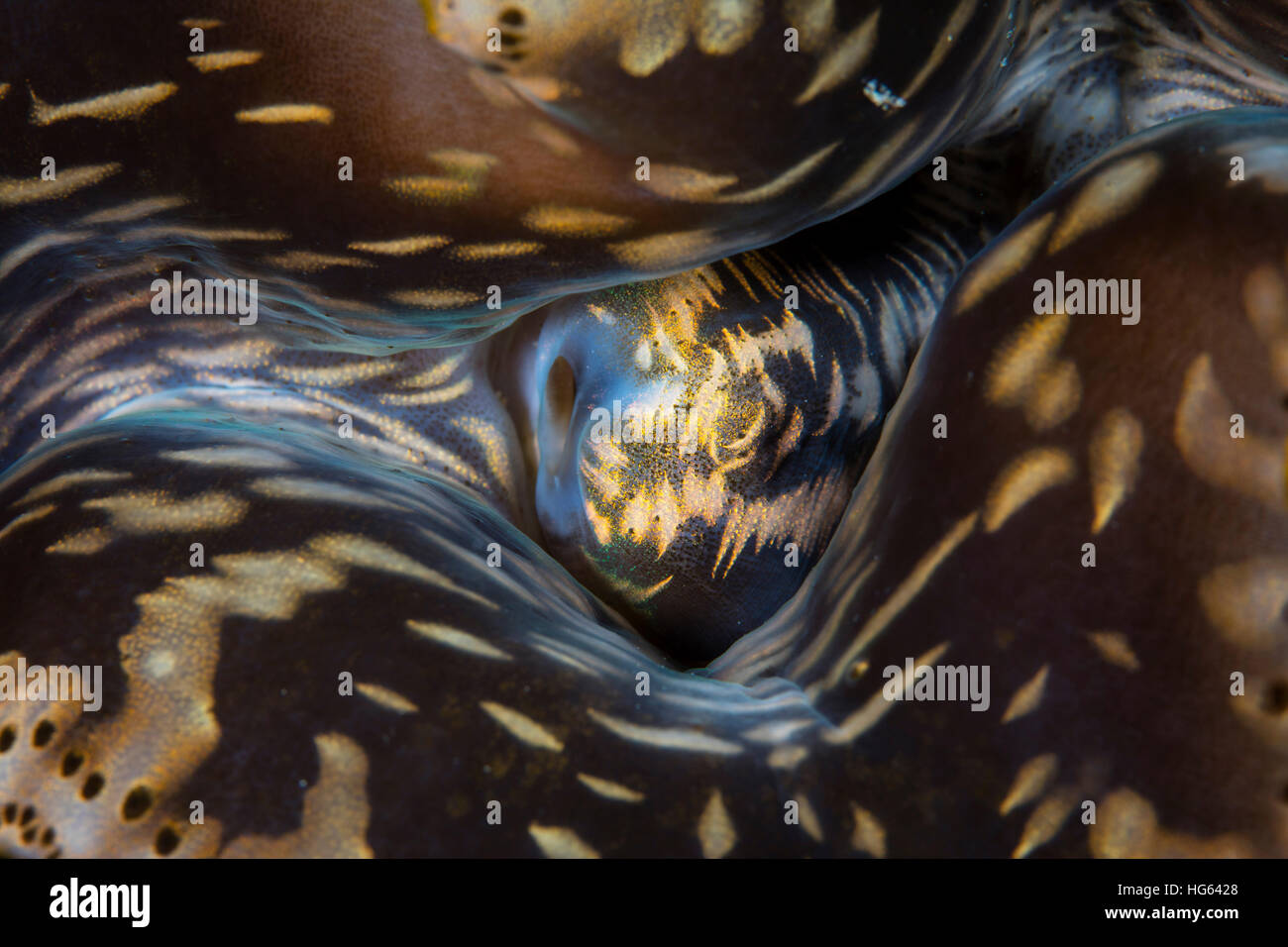 Siphon clam hi-res stock photography and images - Alamy