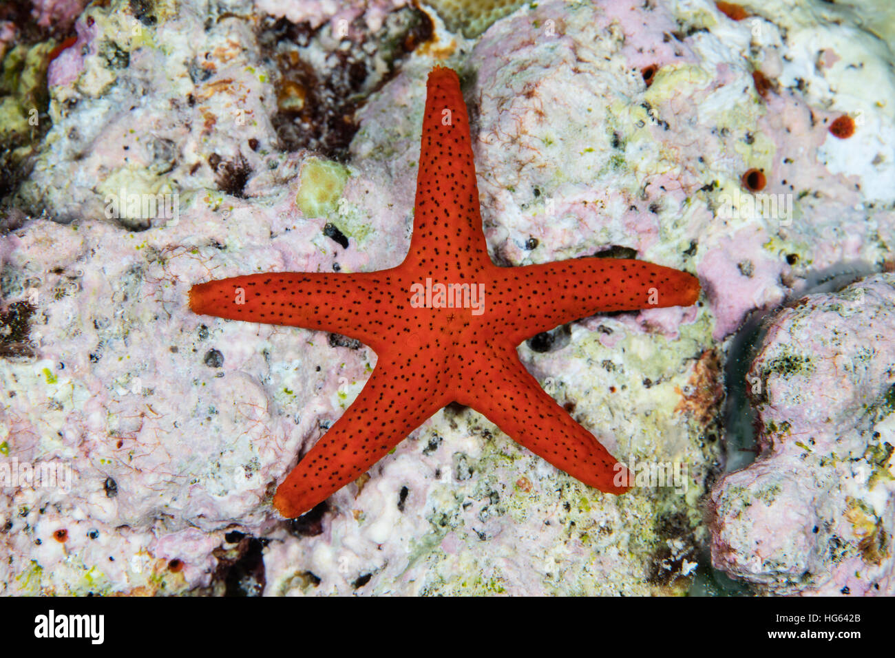 Red starfish clings to coralline algae hi-res stock photography and ...