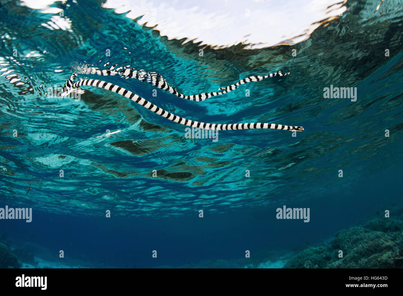 A banded sea snake (Laticauda colubrina) swims at the surface ...
