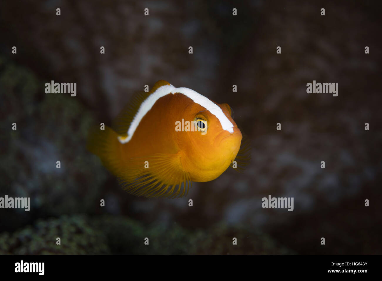 An orange anemonefish (Amphiprion sandaracinos) in Indonesia Stock ...
