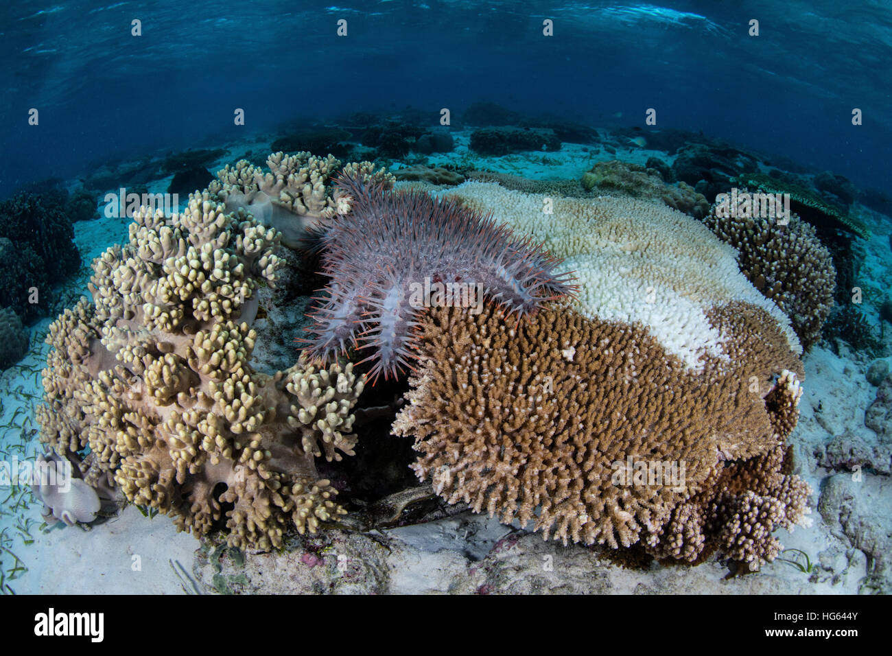 Crown corals hi-res stock photography and images - Alamy