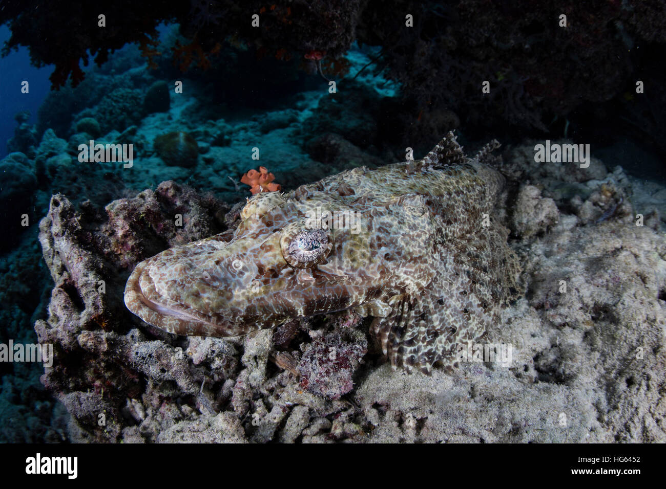 A large crocodilefish lies in wait for prey on the seafloor, Indonesia ...