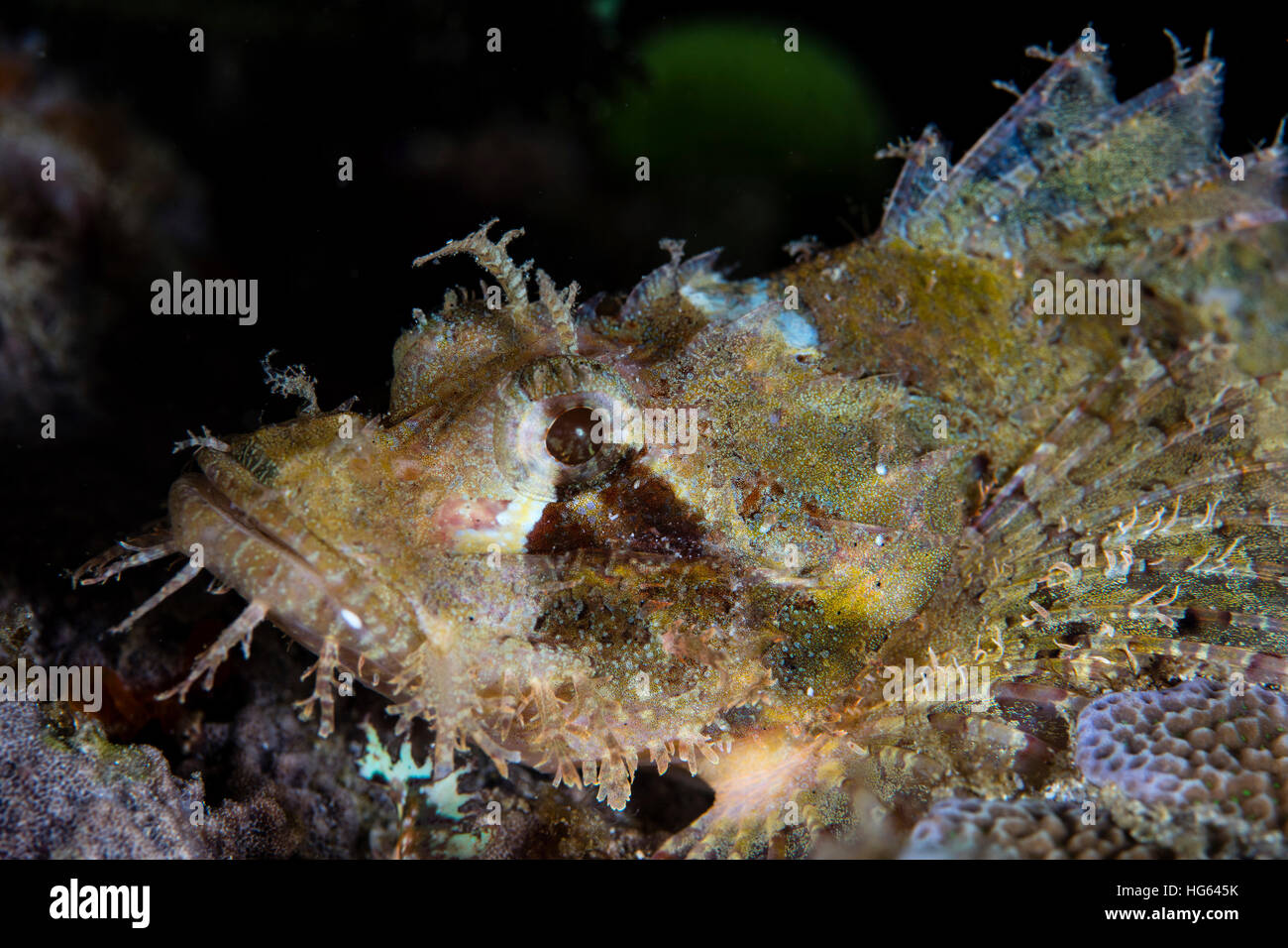 A Papuan scorpionfish lies on a reef in Raja Ampat, Indonesia Stock ...