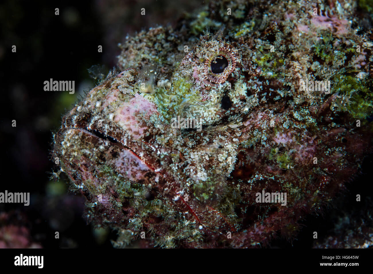 A well-camouflaged devil scorpionfish Stock Photo - Alamy