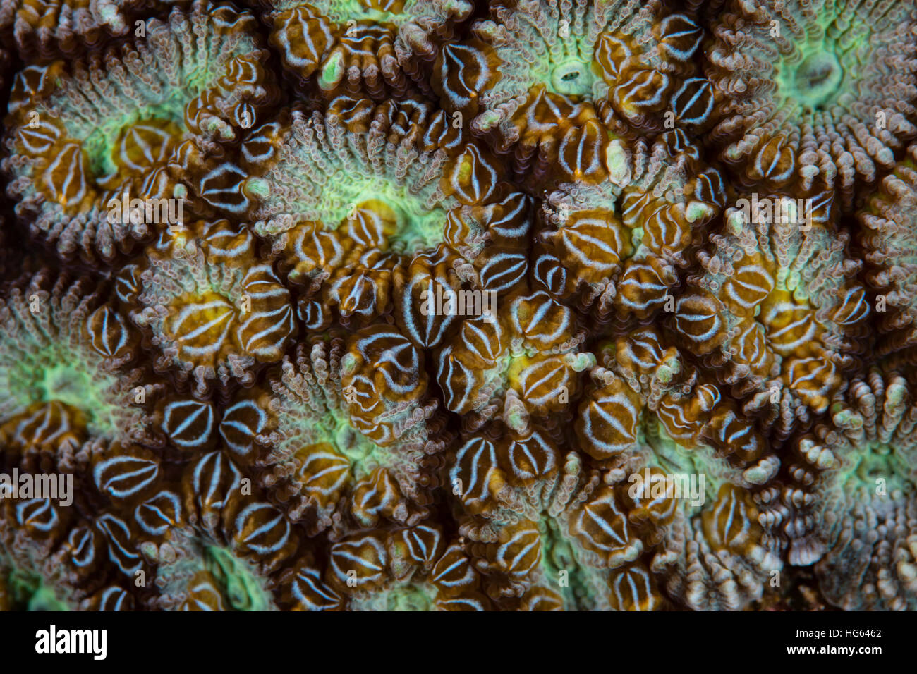 Marine flatworms hi-res stock photography and images - Alamy