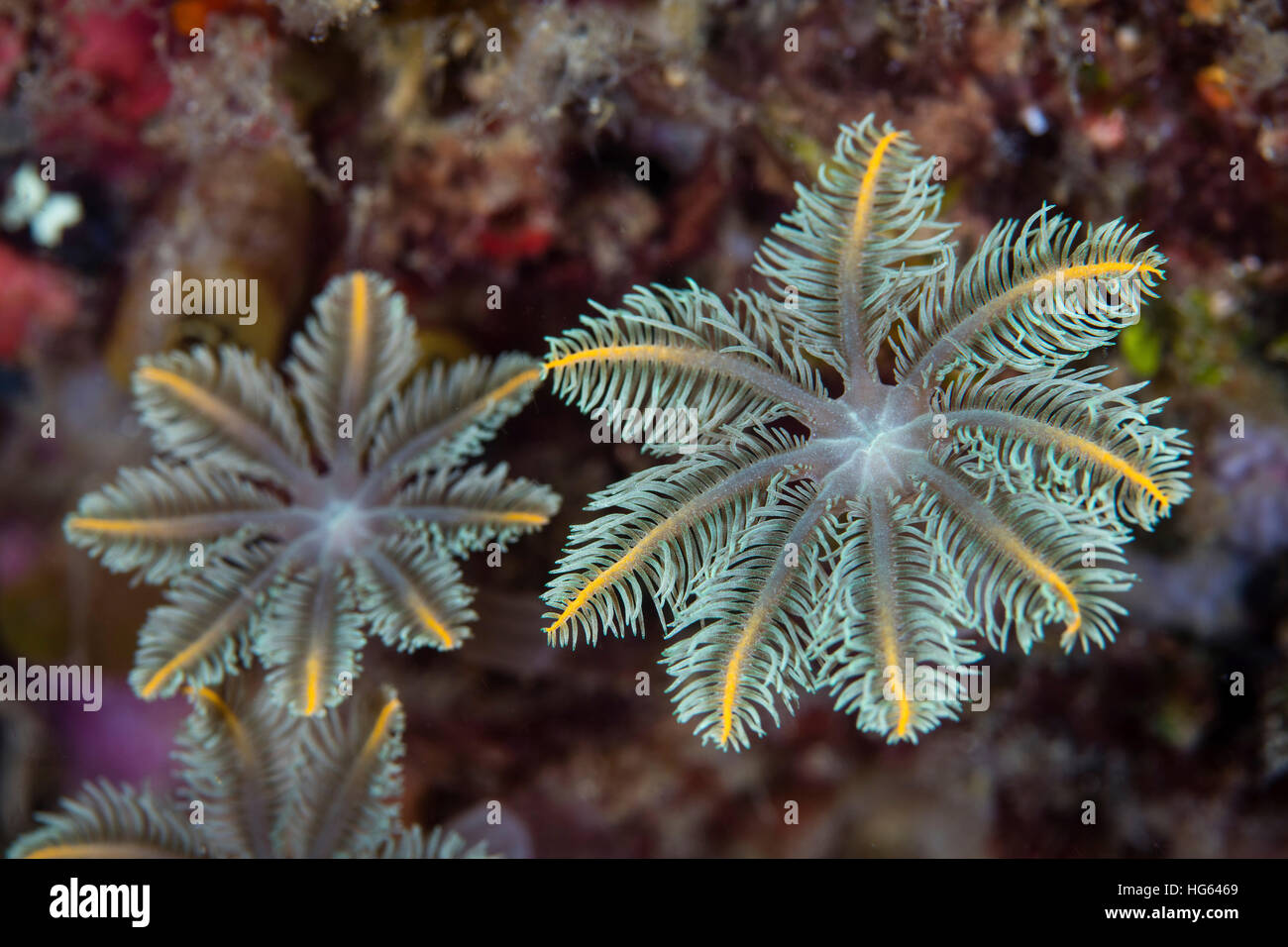 Detail of soft coral polyps growing on a reef in Raja Ampat, Indonesia ...