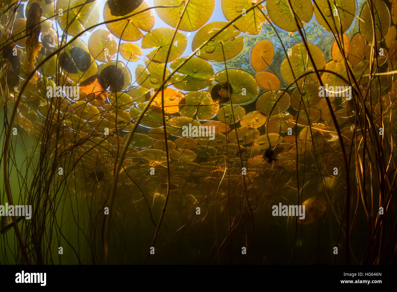 Colorful lily pads grow along the edge of a freshwater lake in New ...