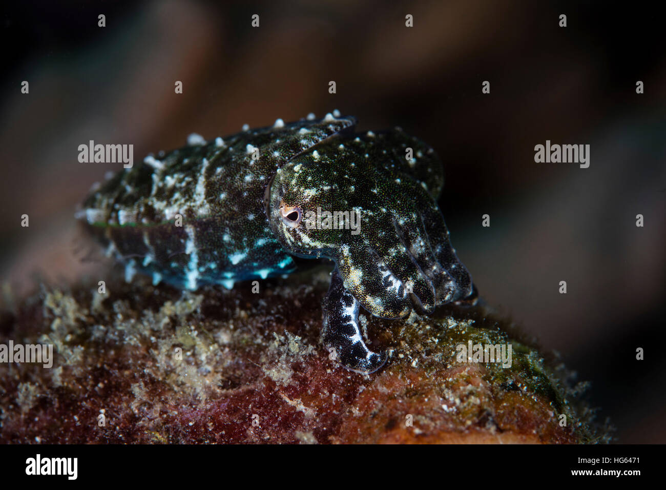 A tiny crinoid cuttlefish (Sepia sp.) lays on a reef in Raja Ampat ...