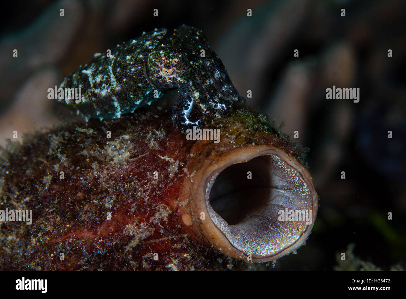 A tiny crinoid cuttlefish (Sepia sp.) lays on a reef in Raja Ampat ...