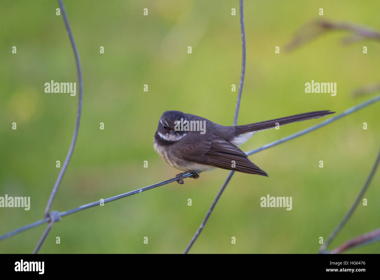 Australian fantail hi-res stock photography and images - Alamy