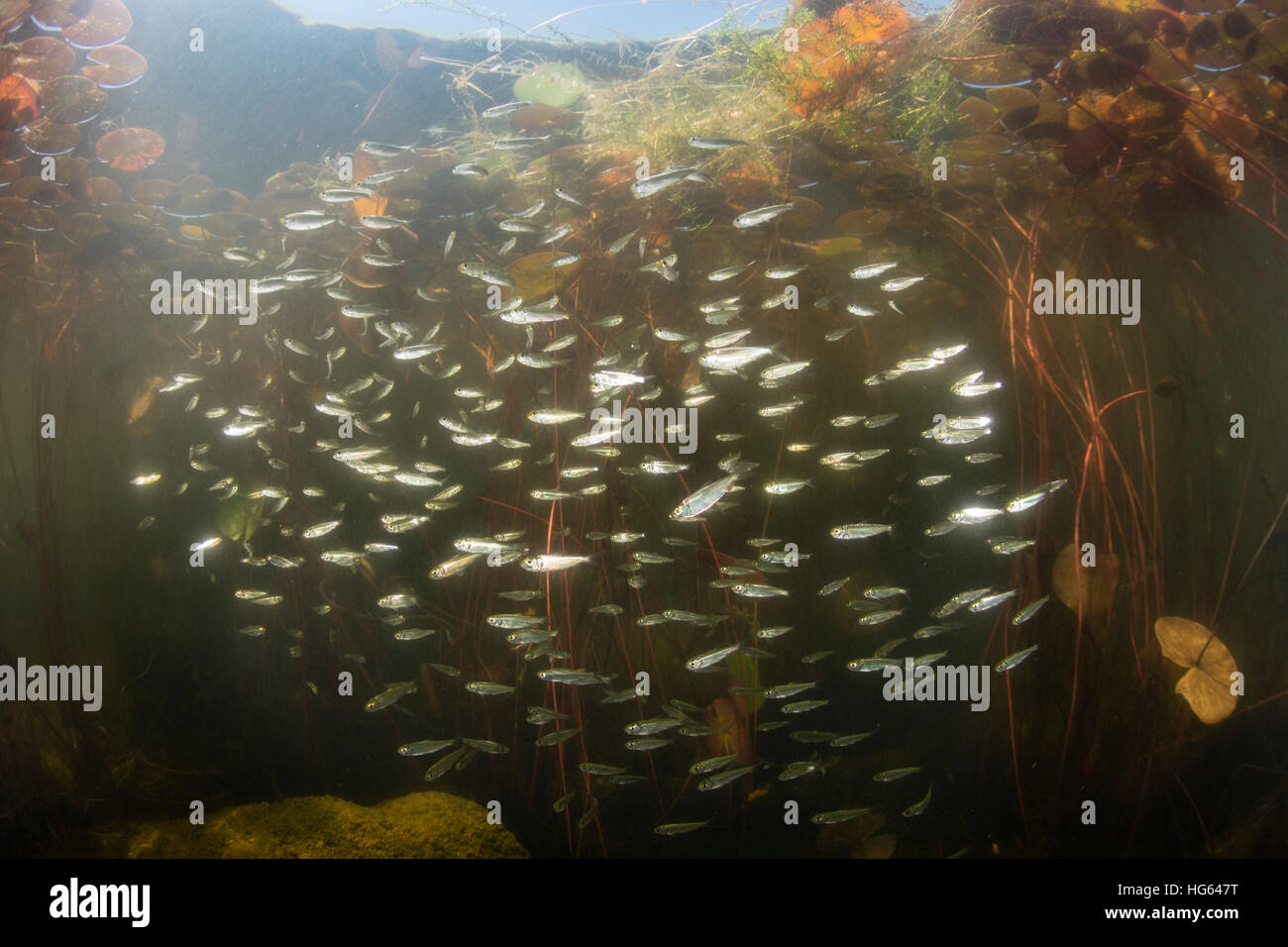 School of minnows hi-res stock photography and images - Alamy