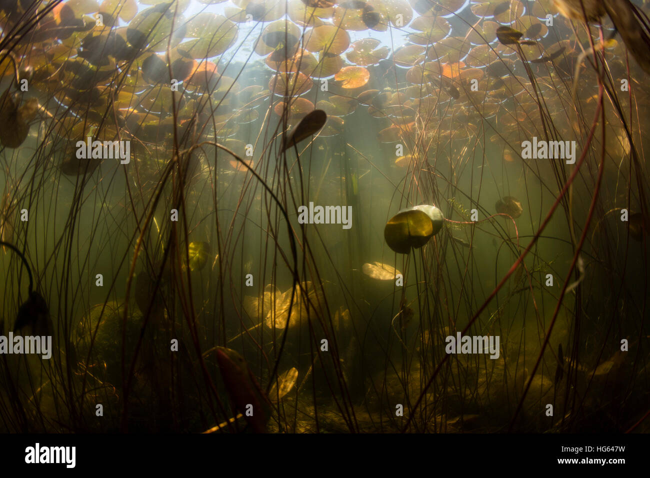 Sunlight shines on lily pads along edge of a freshwater lake in New ...