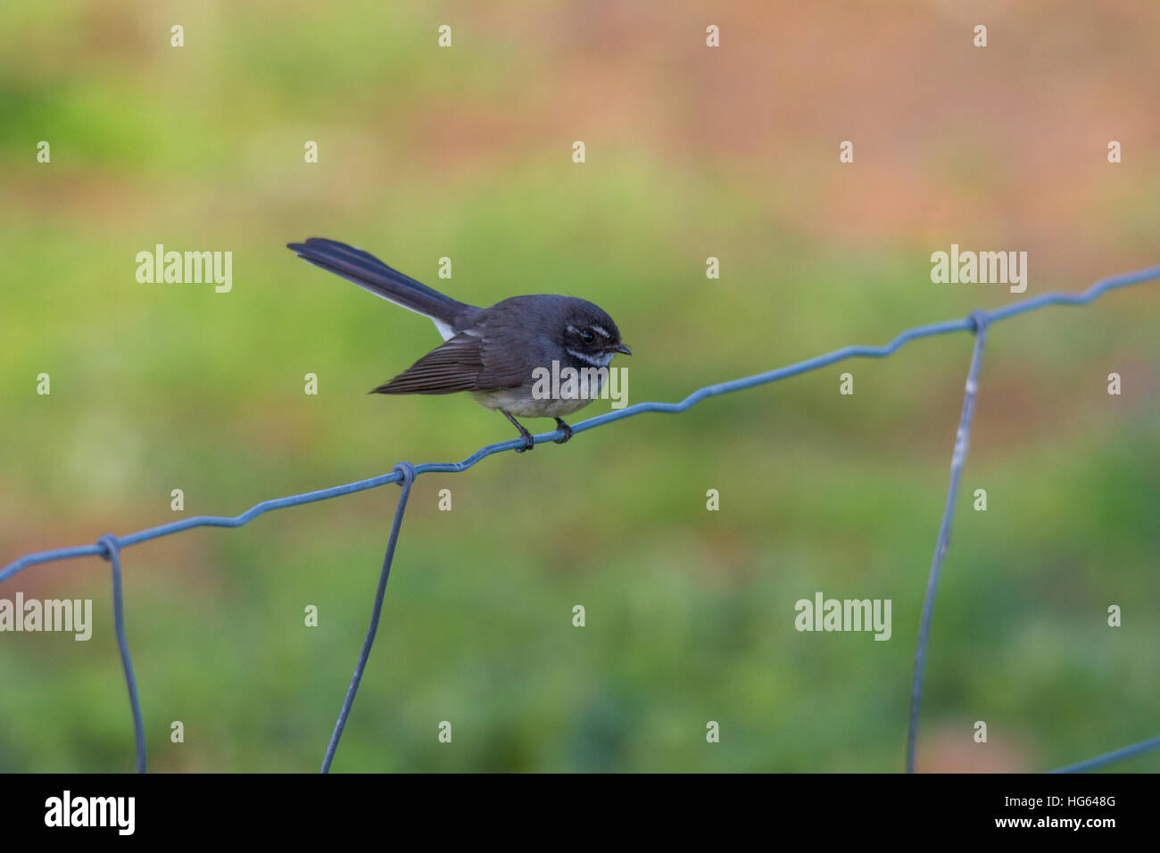 Australian fantail hi-res stock photography and images - Alamy