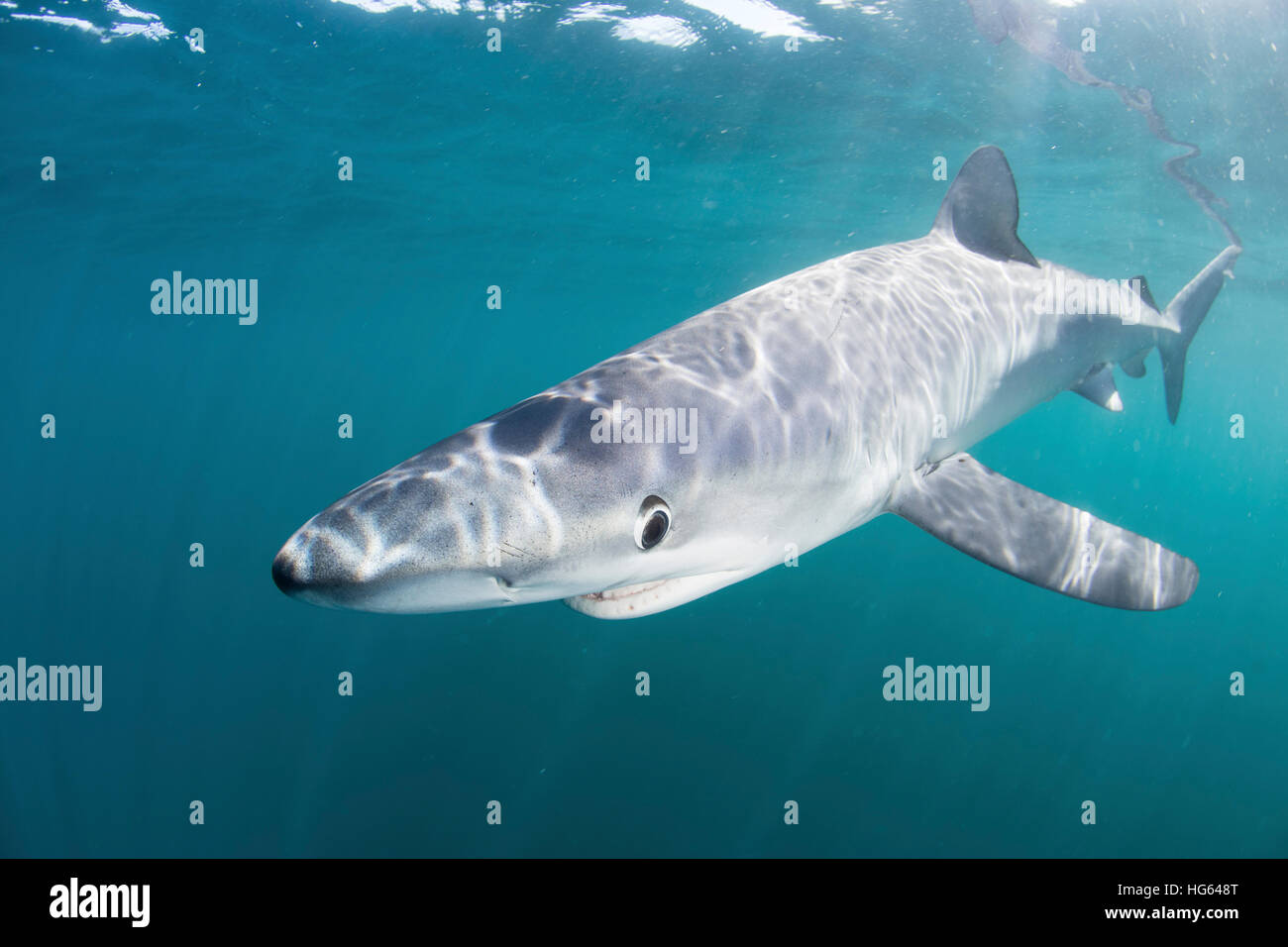 A sleek blue shark swimming in the waters off Cape Cod, Massachusetts ...