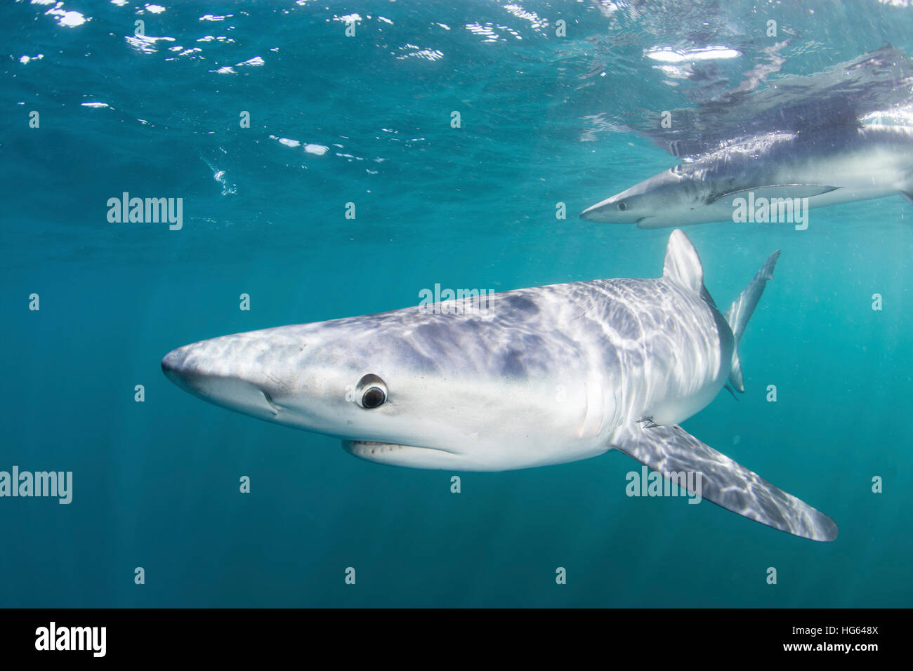 A sleek blue shark swimming in the waters off Cape Cod, Massachusetts ...