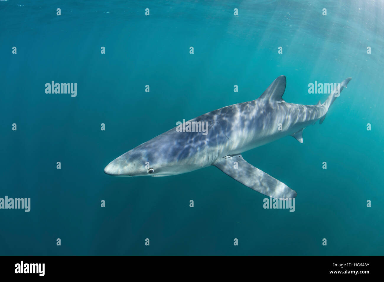 A sleek blue shark swimming in the waters off Cape Cod, Massachusetts ...