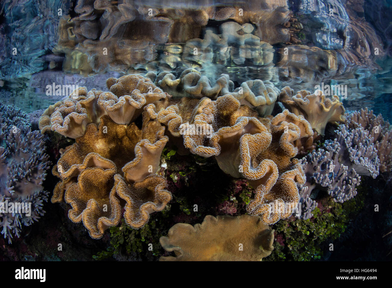 Corals in shallow water hi-res stock photography and images - Alamy