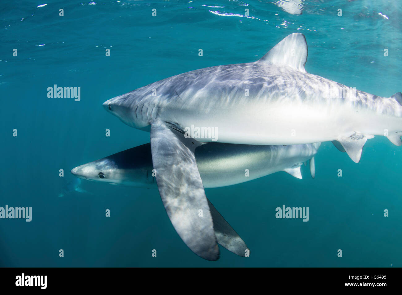 A sleek blue shark swimming in the waters off Cape Cod, Massachusetts ...