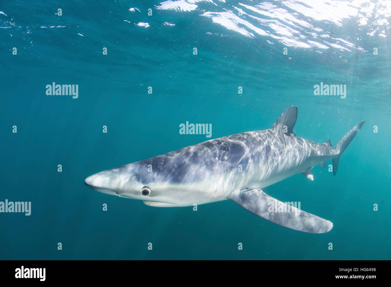 A sleek blue shark swimming in the waters off Cape Cod, Massachusetts ...