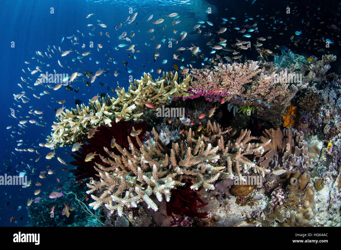 Reef fish swim above corals on a healthy reef in Raja Ampat, Indonesia ...