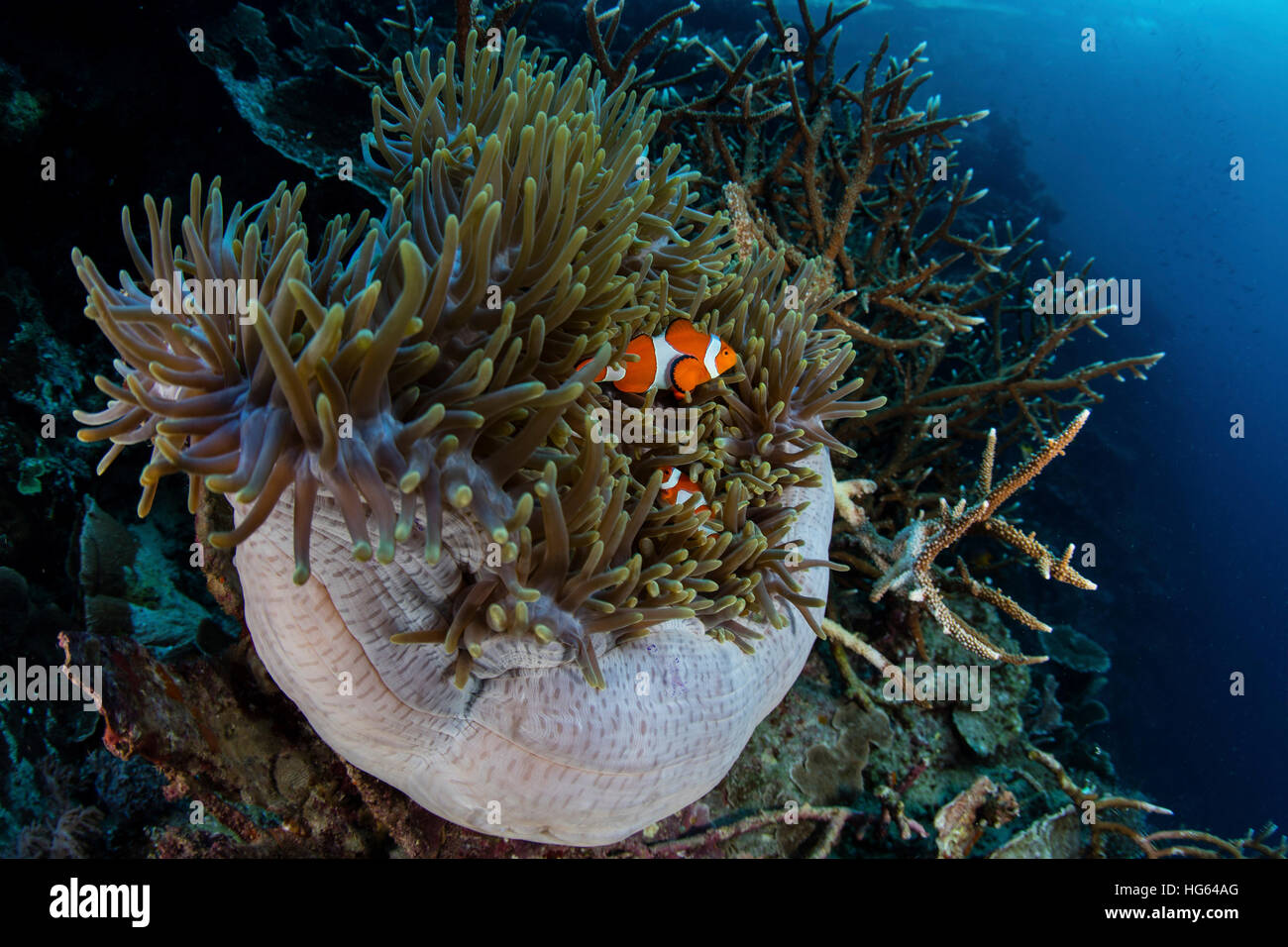 False clownfish (Amphiprion ocellaris) swim amongst their host anemone ...