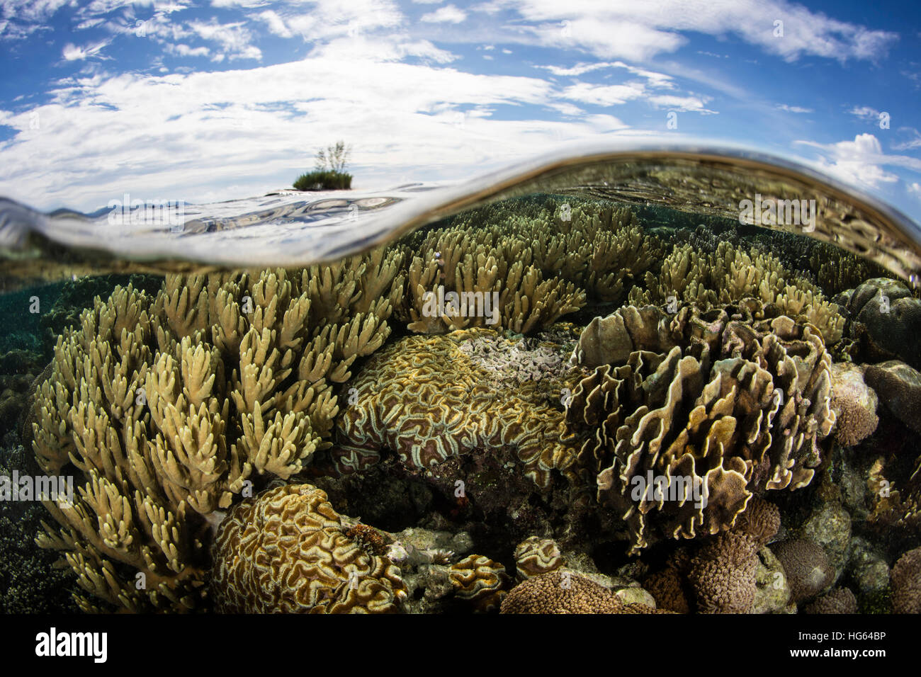 A variety of corals grow in shallow water in Raja Ampat, Indonesia ...