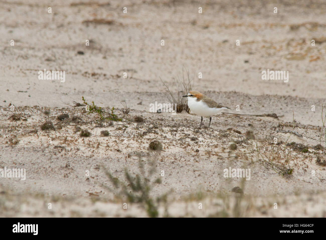 Red capped plover australia hi-res stock photography and images - Alamy