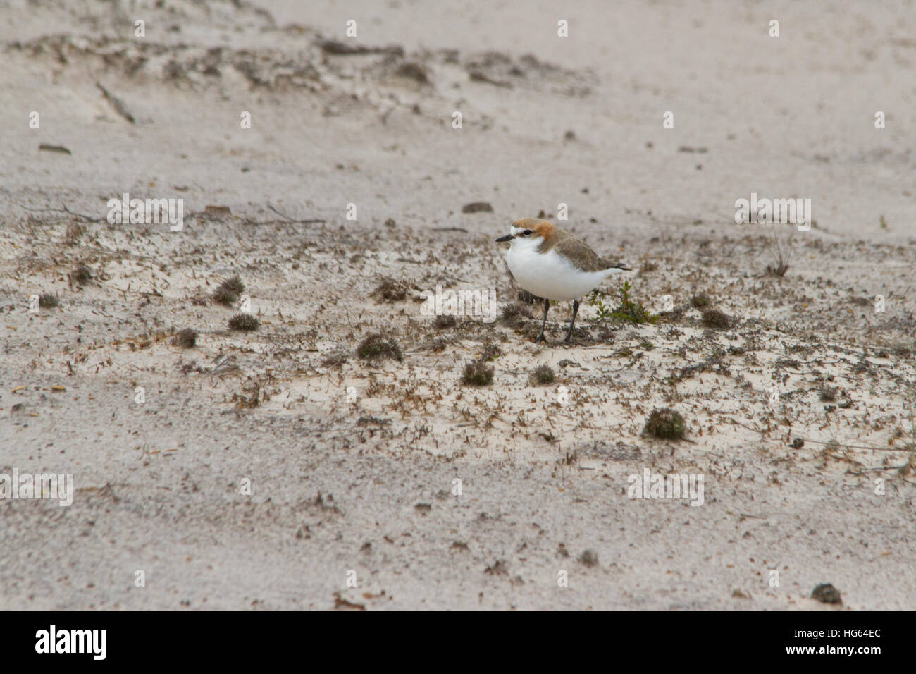 Red capped plover australia hi-res stock photography and images - Alamy