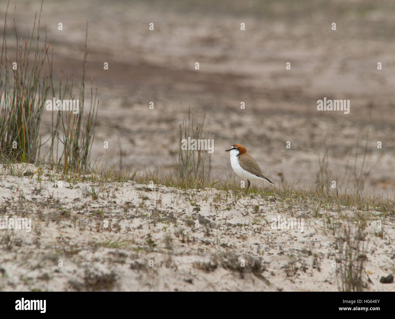 Tasmanian plovers hi-res stock photography and images - Alamy
