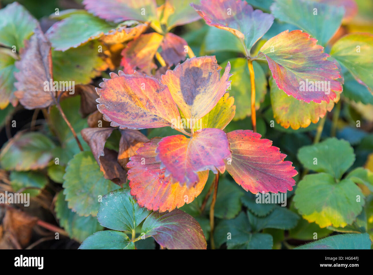 strawberry plant in autumn with changing colours to pink and yellow ...