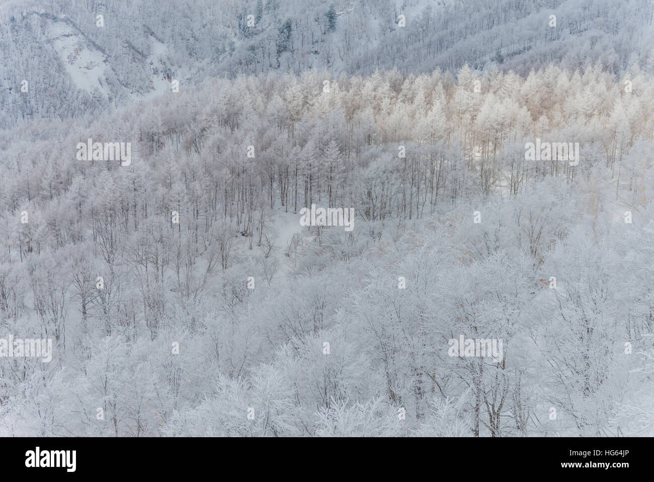 Winter landscape in the Mount Zao that located on the Yamagata-Miyagi ...