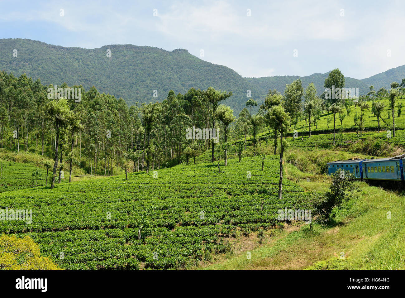 Tea plantations seen during the journey by train by Sri Lanka Stock ...