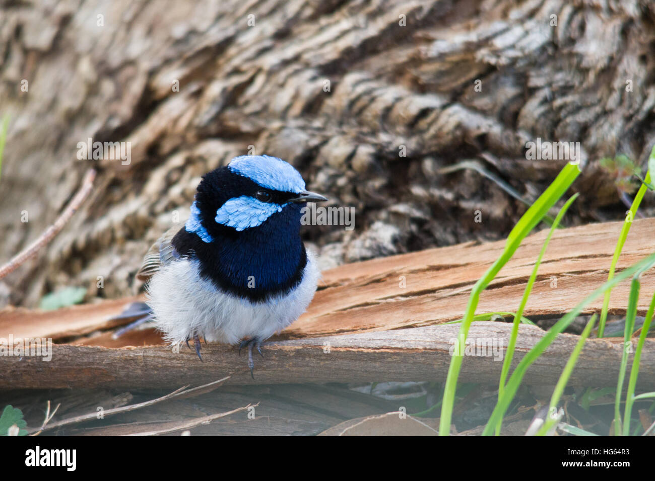 Australian superb fairy wren hi-res stock photography and images - Alamy