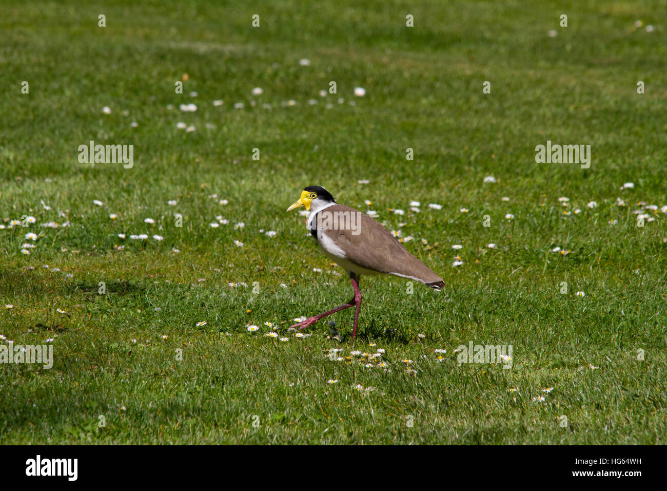 Masked lapwing or masked plover (Vanellus miles Stock Photo - Alamy