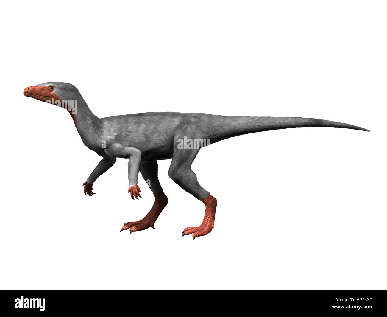 Eoraptor lunensis Cut Out Stock Images & Pictures - Alamy Eoraptor lunensis Cut Out Stock Images & Pictures - Alamy