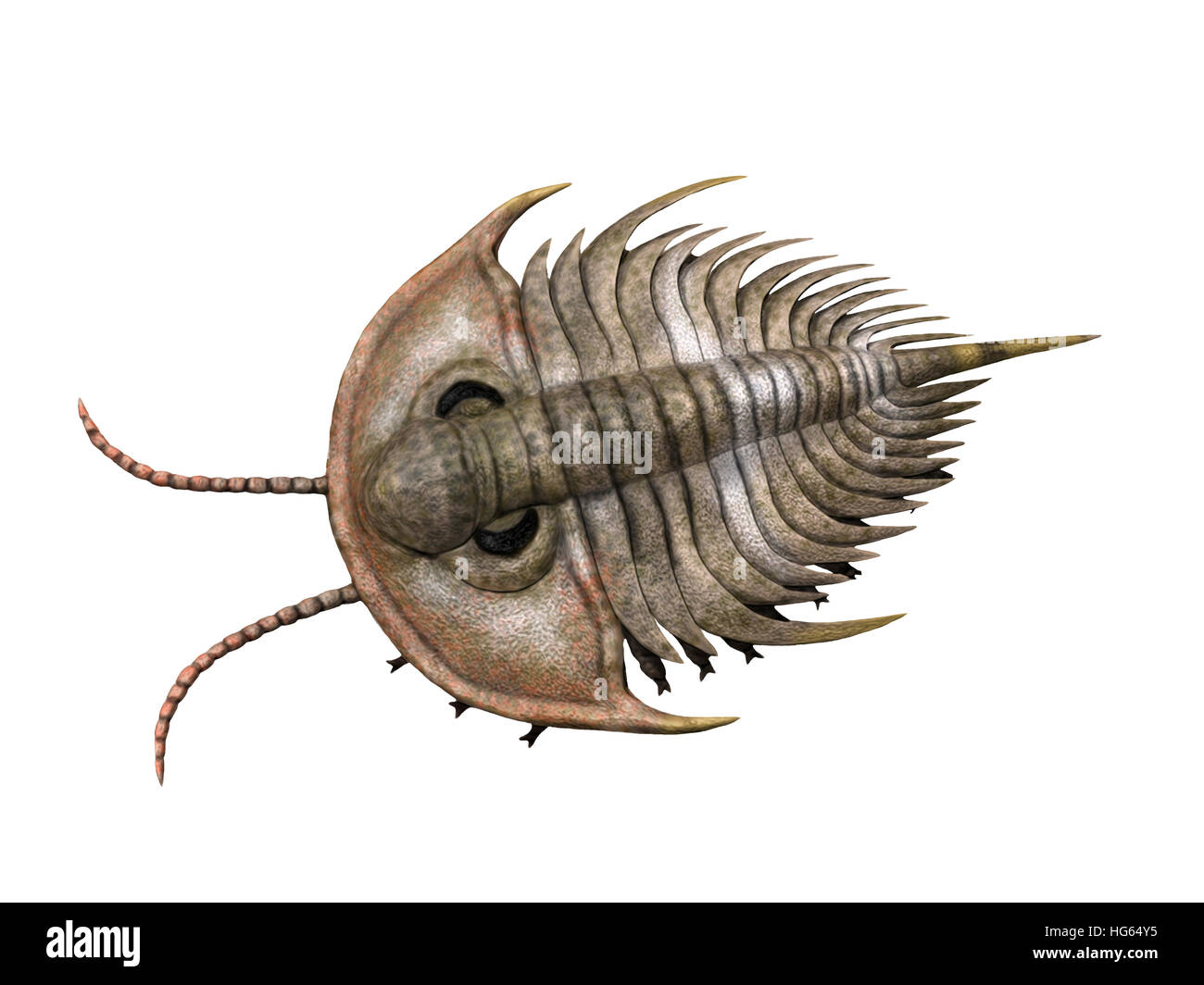 Trilobite Reconstruction