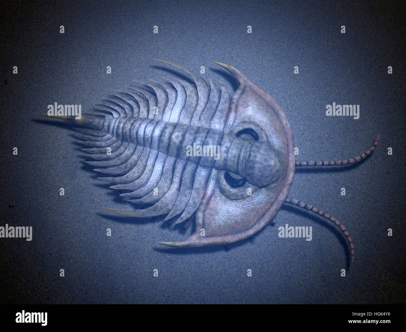 Olenellus is an extinct trilobite from the Cambrian stage Stock Photo ...