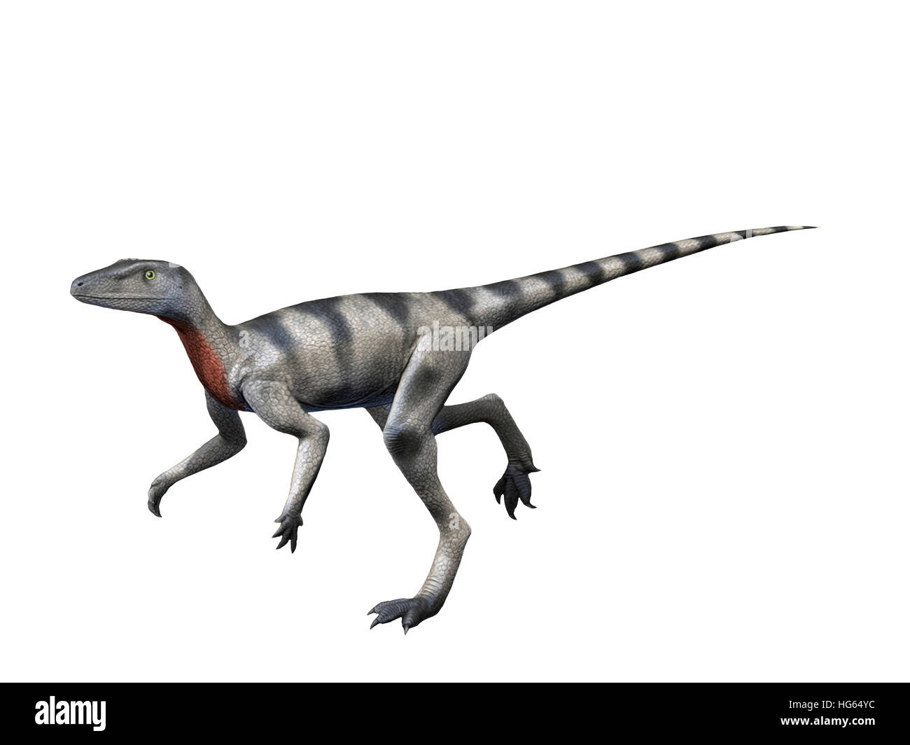Saltopus Elginensis Hi res Stock Photography And Images Alamy saltopus-elginensis-hi-res-stock-photography-and-images-alamy