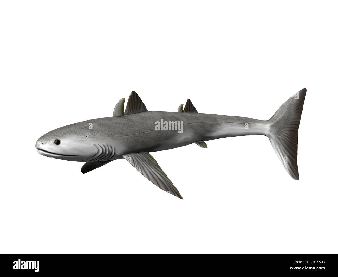 Devonian Sharks