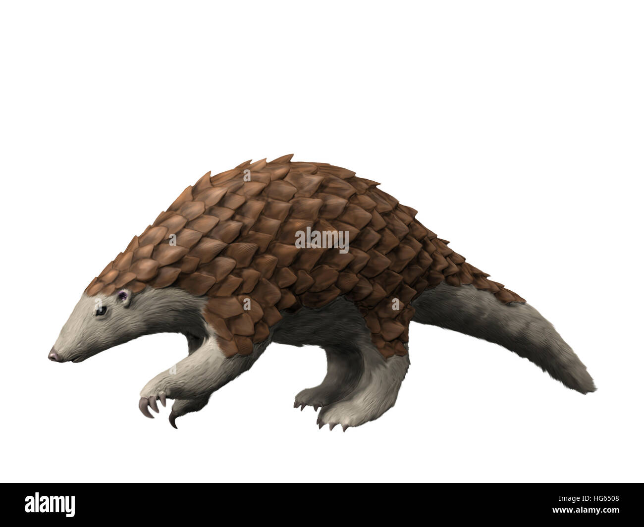 Eomanis waldi is a pangolin from the Eocene epoch of Germany Stock ...