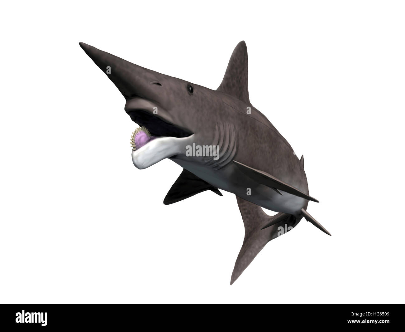 Helicoprion prehistoric shark hi-res stock photography and images - Alamy