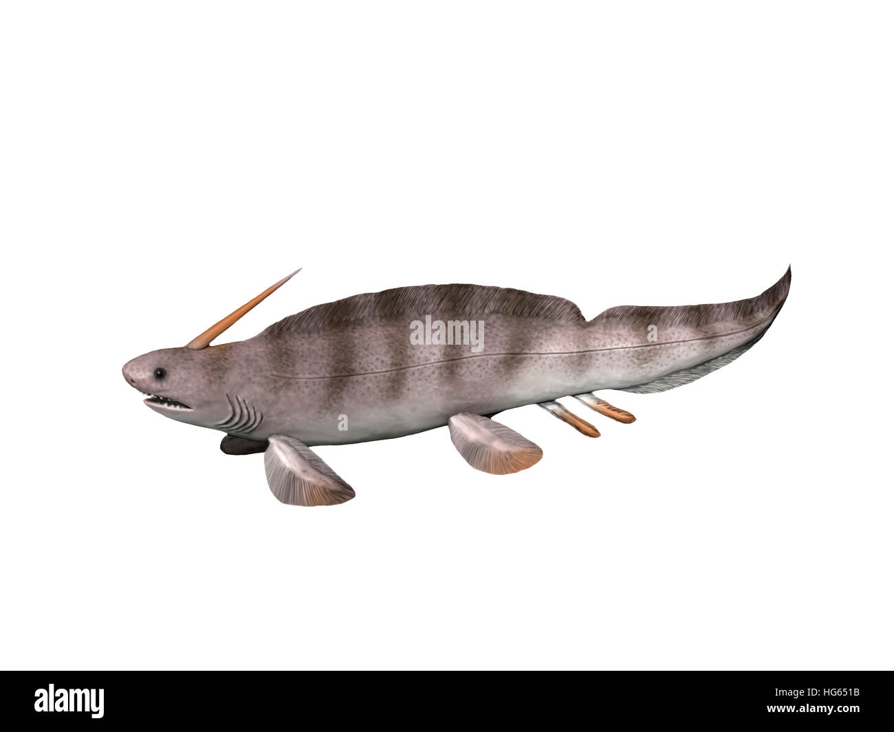 Xenacanthus hi-res stock photography and images - Alamy