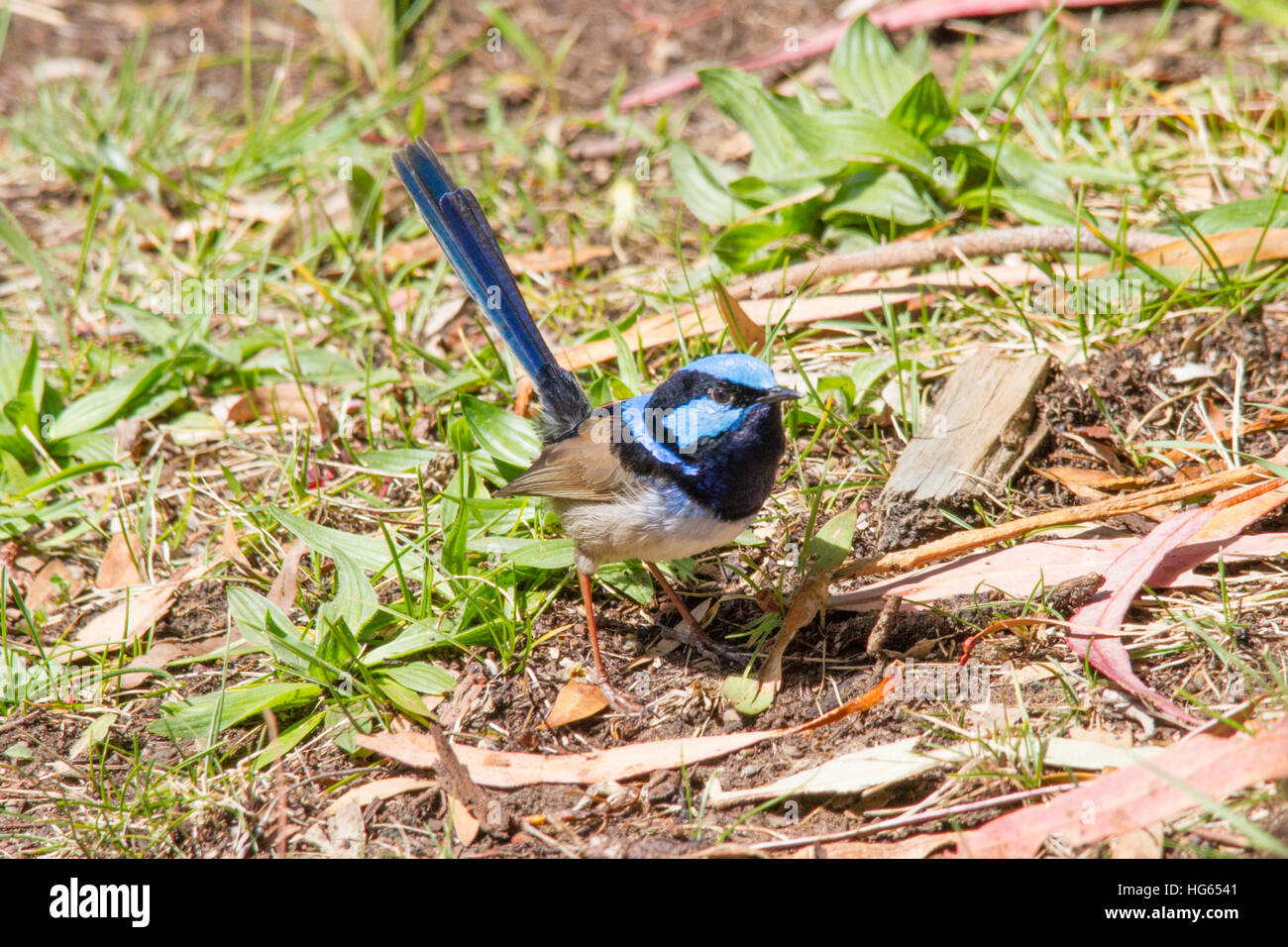 Wrens australian wrens hi-res stock photography and images - Alamy